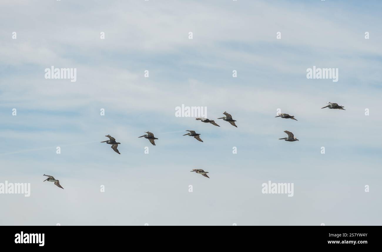 Pelican bird at the pier in Miami Beach Florida Stock Photo - Alamy