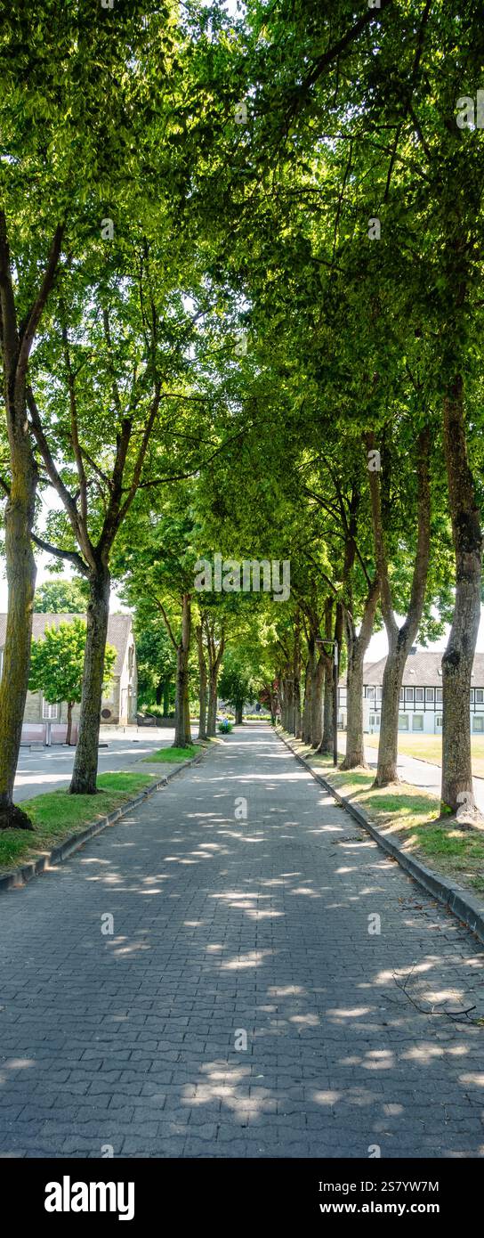 A tree lined walkway with a brick path. The trees are green and the ...