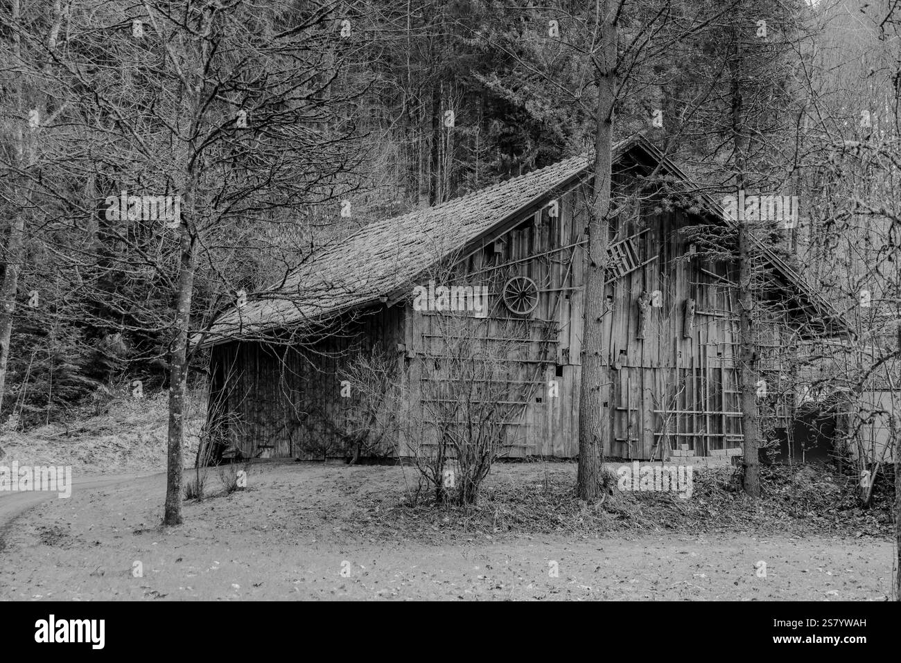 Rustic wooden barn surrounded by trees in a serene forest landscape ...