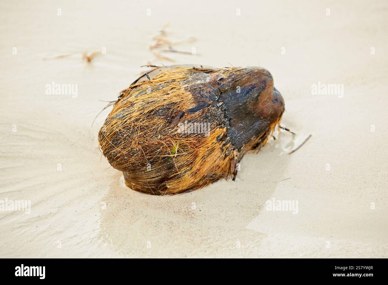 Dry coconut fiber hi-res stock photography and images - Alamy