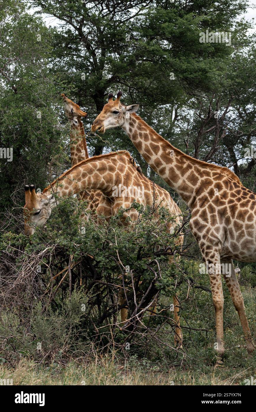 Three African giraffes eat leaves from a bush. animals in the wild ...
