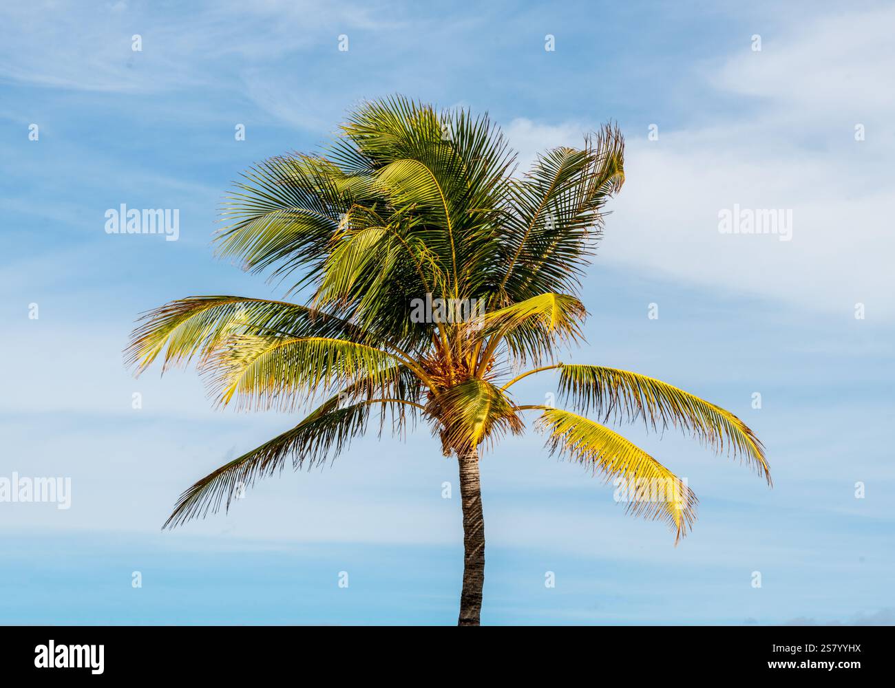 Hollywood beach florida palm tree hi-res stock photography and images ...