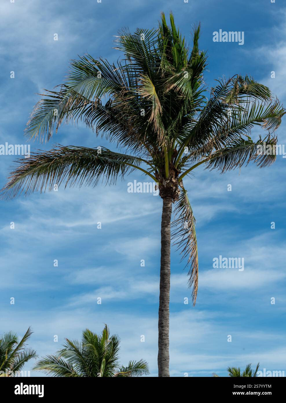 Hollywood beach florida palm tree hi-res stock photography and images ...