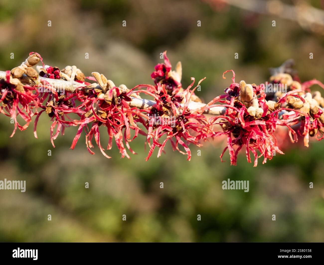 Witch Hazel Hamamelis x intermedia 'Livia Stock Photo - Alamy