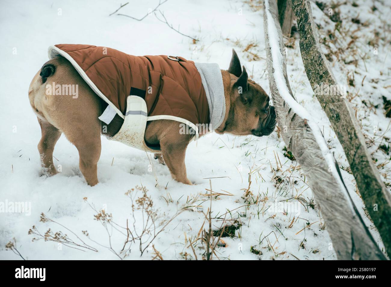 French bulldog dressed for winter, enjoying a walk outdoors Stock Photo ...
