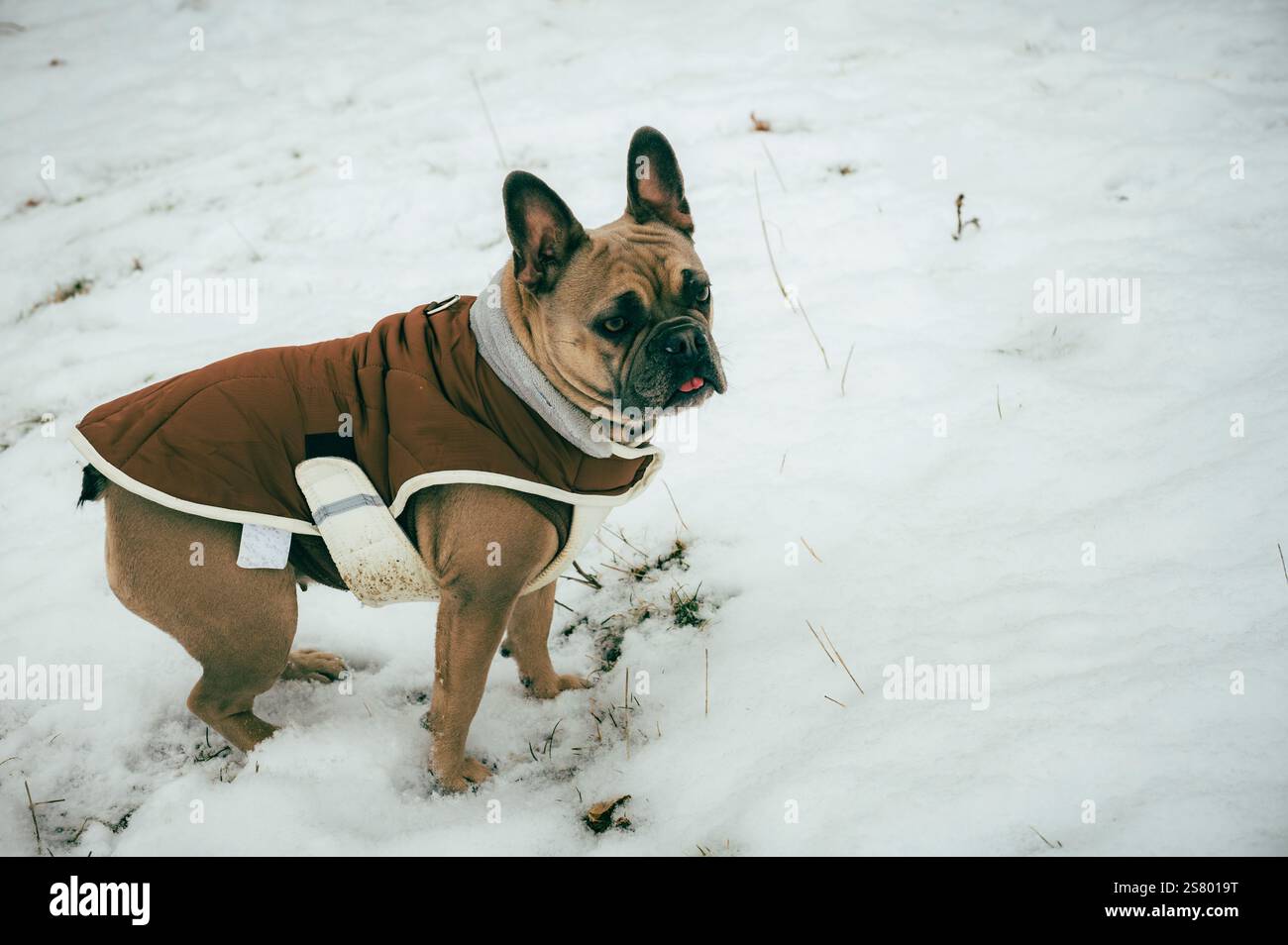 French bulldog dressed for winter, enjoying a walk outdoors Stock Photo ...