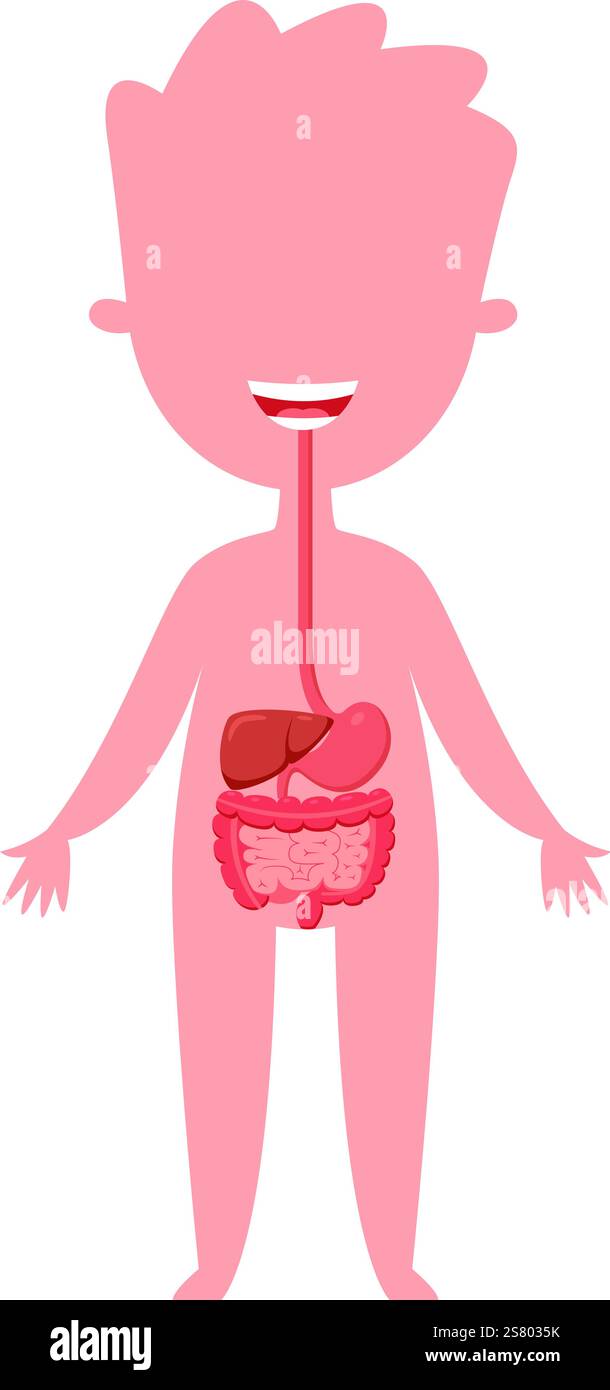 Educational illustration of a smiling child displaying digestive system ...