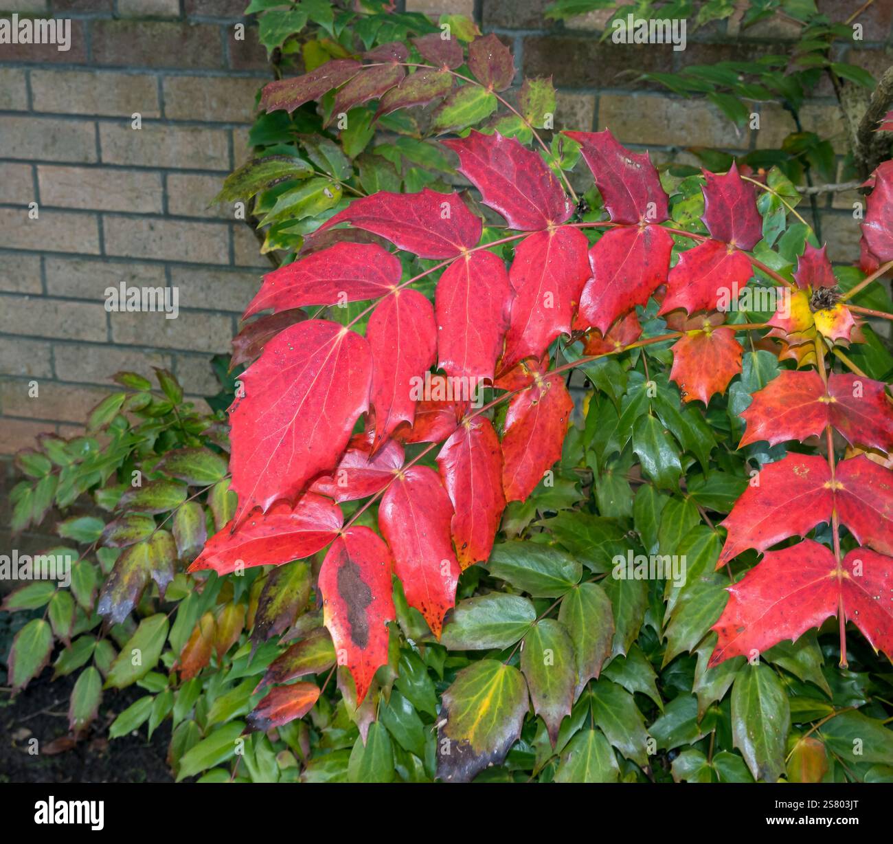 Evergreen colour hi-res stock photography and images - Alamy