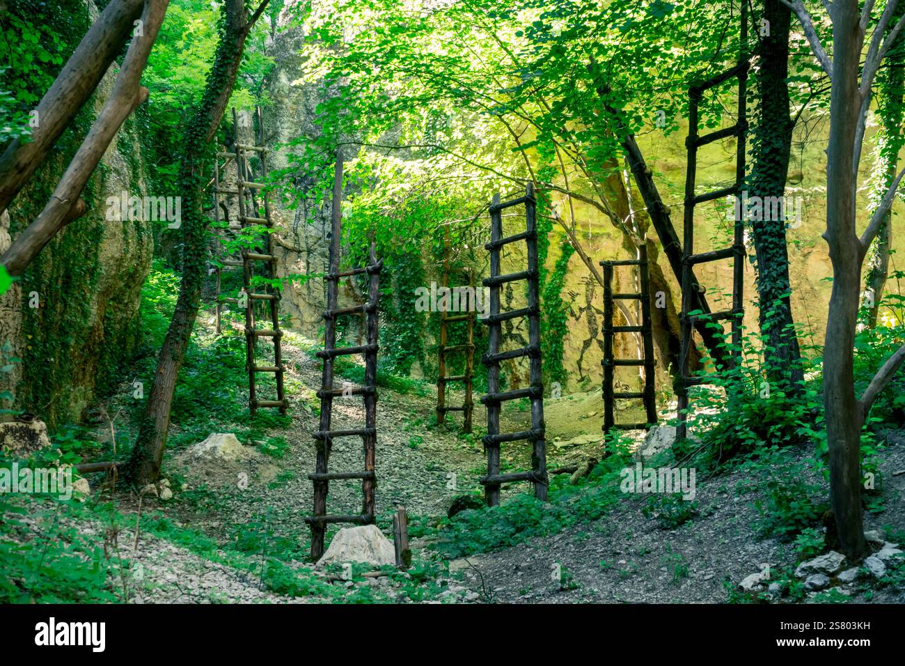 Ancient Ladders in the jungle Stock Photo - Alamy