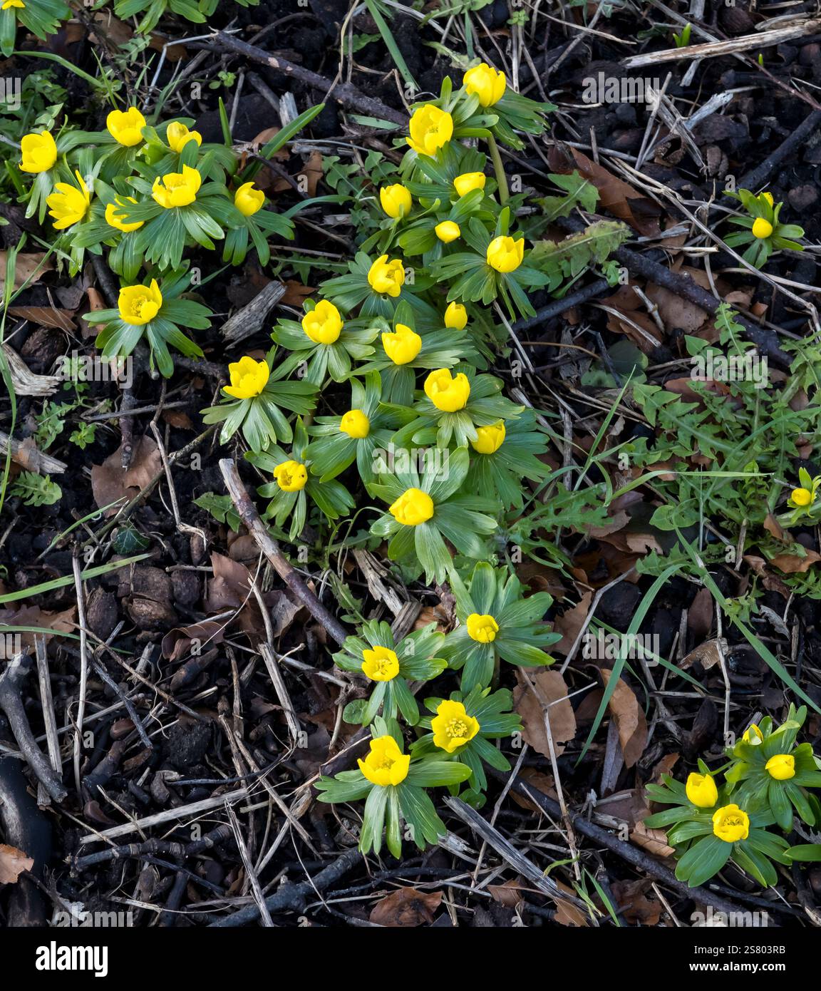 Spreading ground cover plant hi-res stock photography and images - Alamy