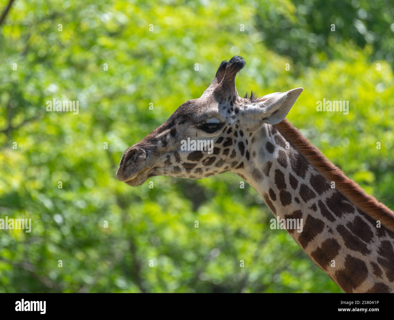 Giraffe mouth teeth hi-res stock photography and images - Alamy