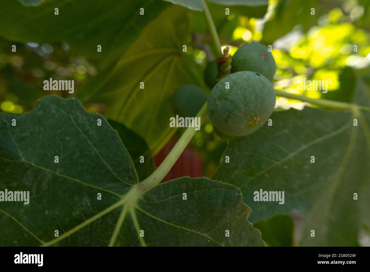This white fig tree and its fruits Stock Photo - Alamy