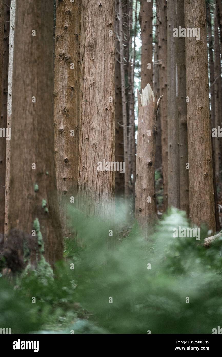 Tall, straight tree trunks with textured bark rise amidst lush green ferns in a tranquil forest ...