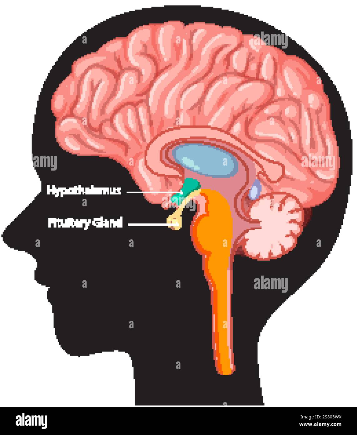 Illustration of brain with labeled hypothalamus and pituitary Stock Vector Image & Art - Alamy