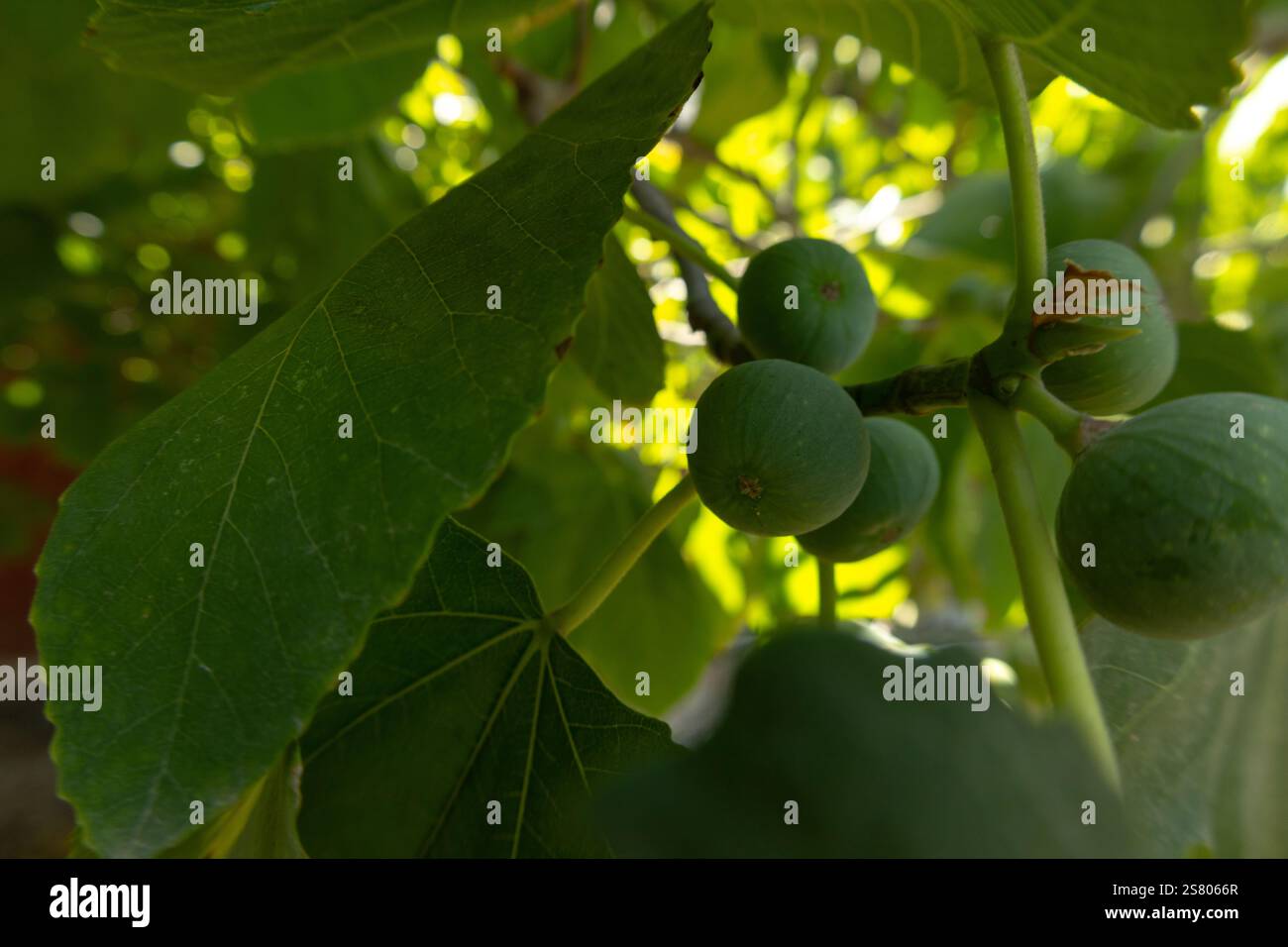 This white fig tree and its fruits Stock Photo - Alamy