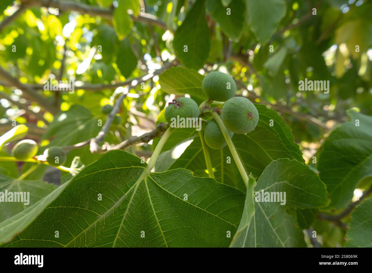This white fig tree and its fruits Stock Photo - Alamy