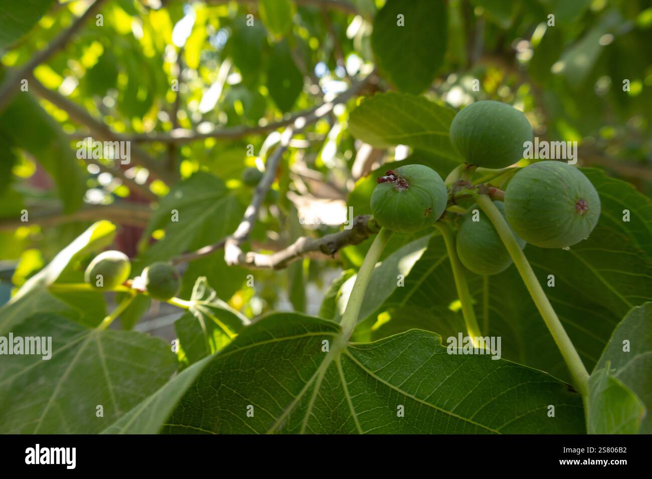 This white fig tree and its fruits Stock Photo - Alamy