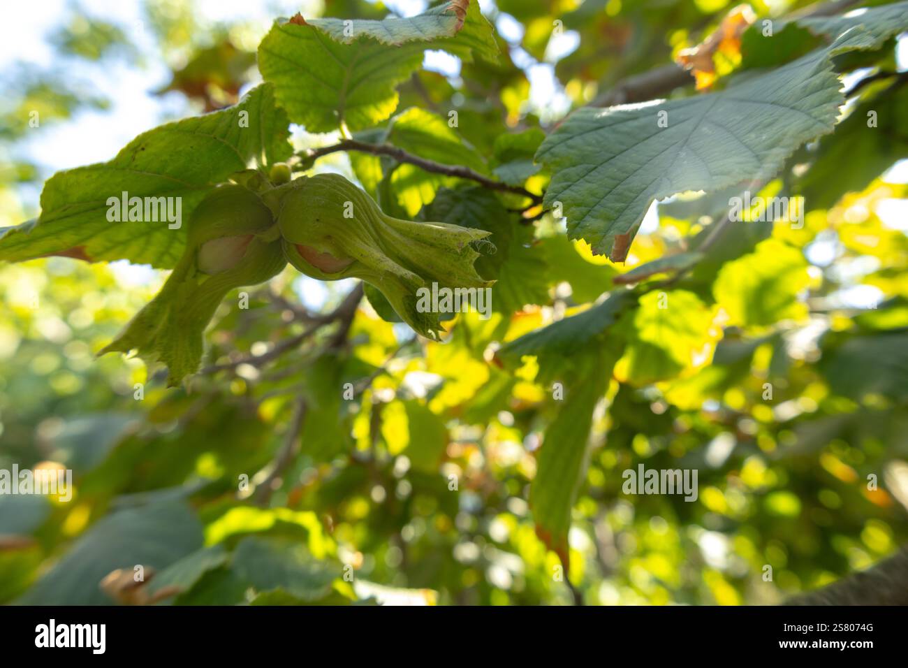 Hazel tree, fruits and leaves in a garden in Baku Stock Photo - Alamy