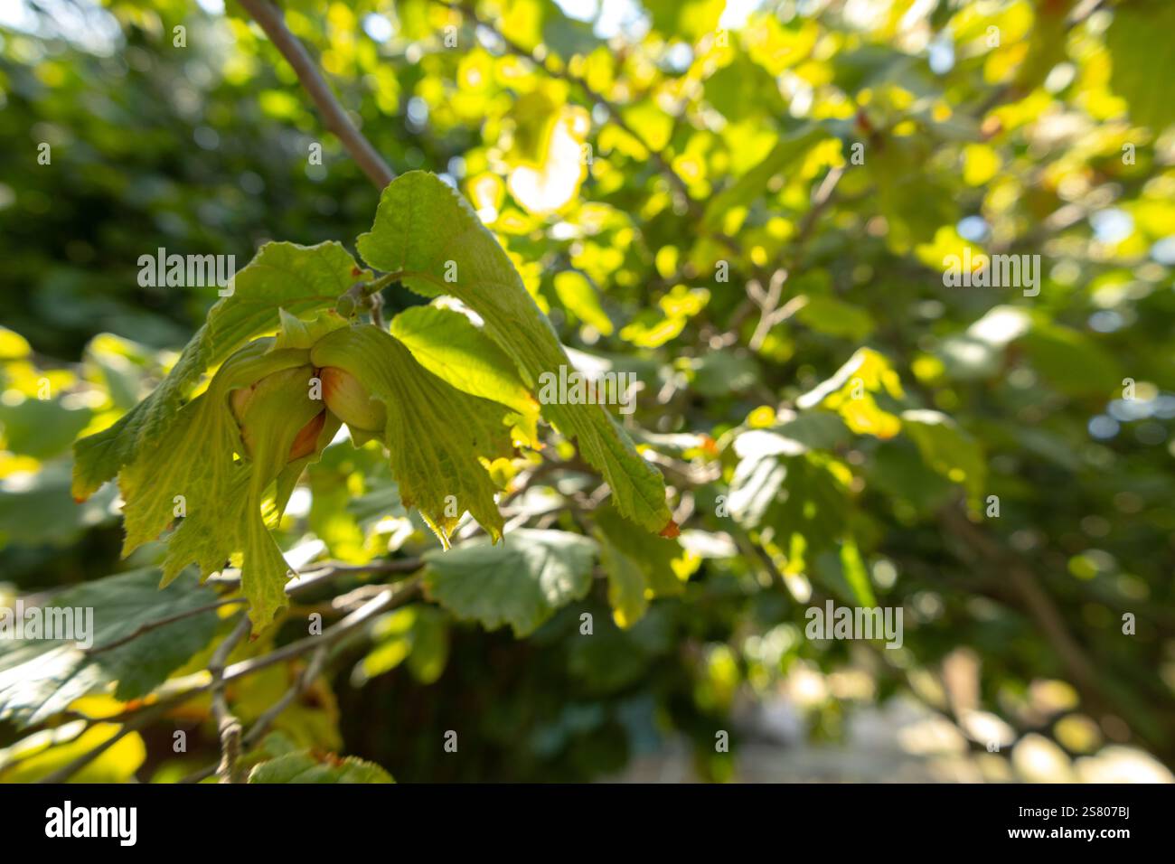 Hazel tree, fruits and leaves in a garden in Baku Stock Photo - Alamy