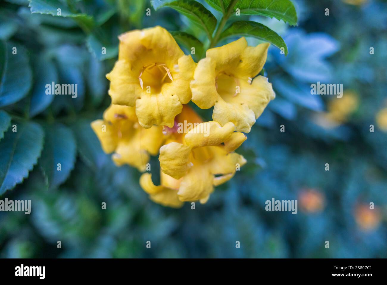 Tecoma stans, also known as upright tecoma, is a perennial shrub and ...