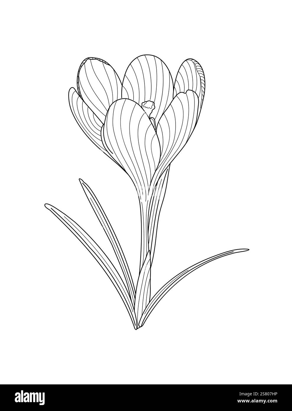 Crocus spring flower tender wildlife plant with stem and leaves ...