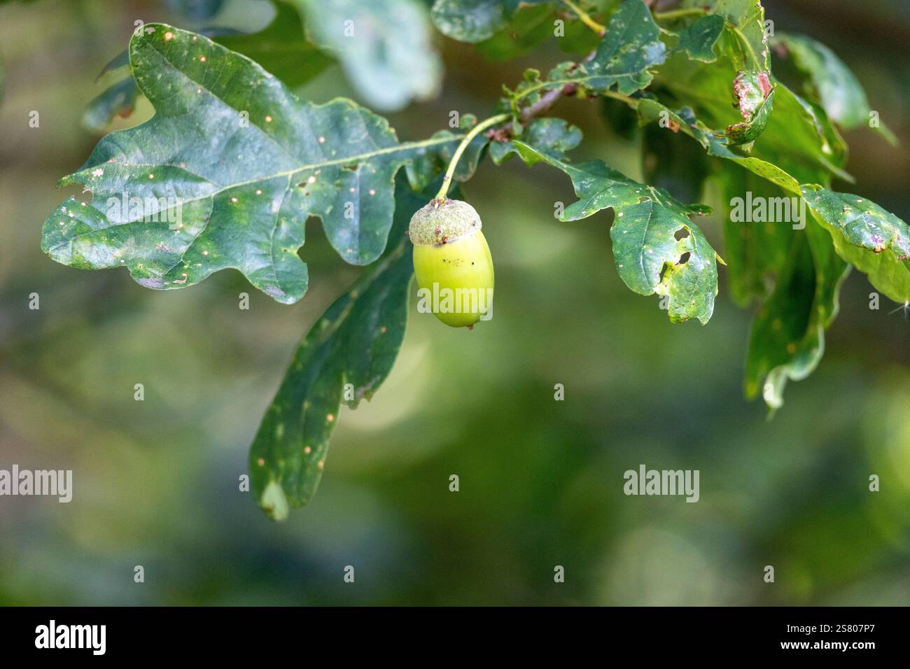 Green acorn hanging from a tree oak leaf background nature summe Stock ...