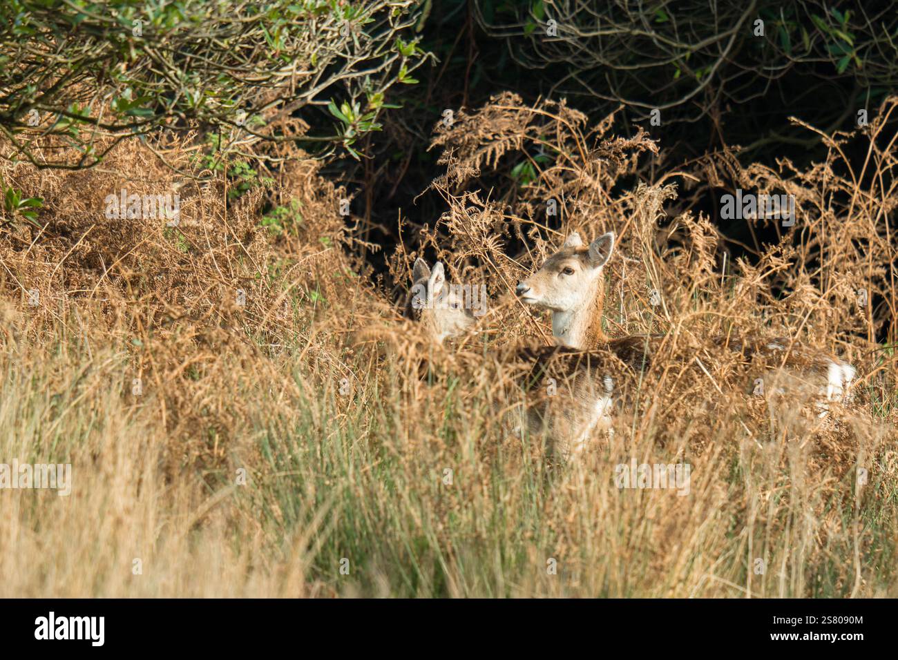Adult female Fallow deer (Dama dama) with young, Margam Country Park ...