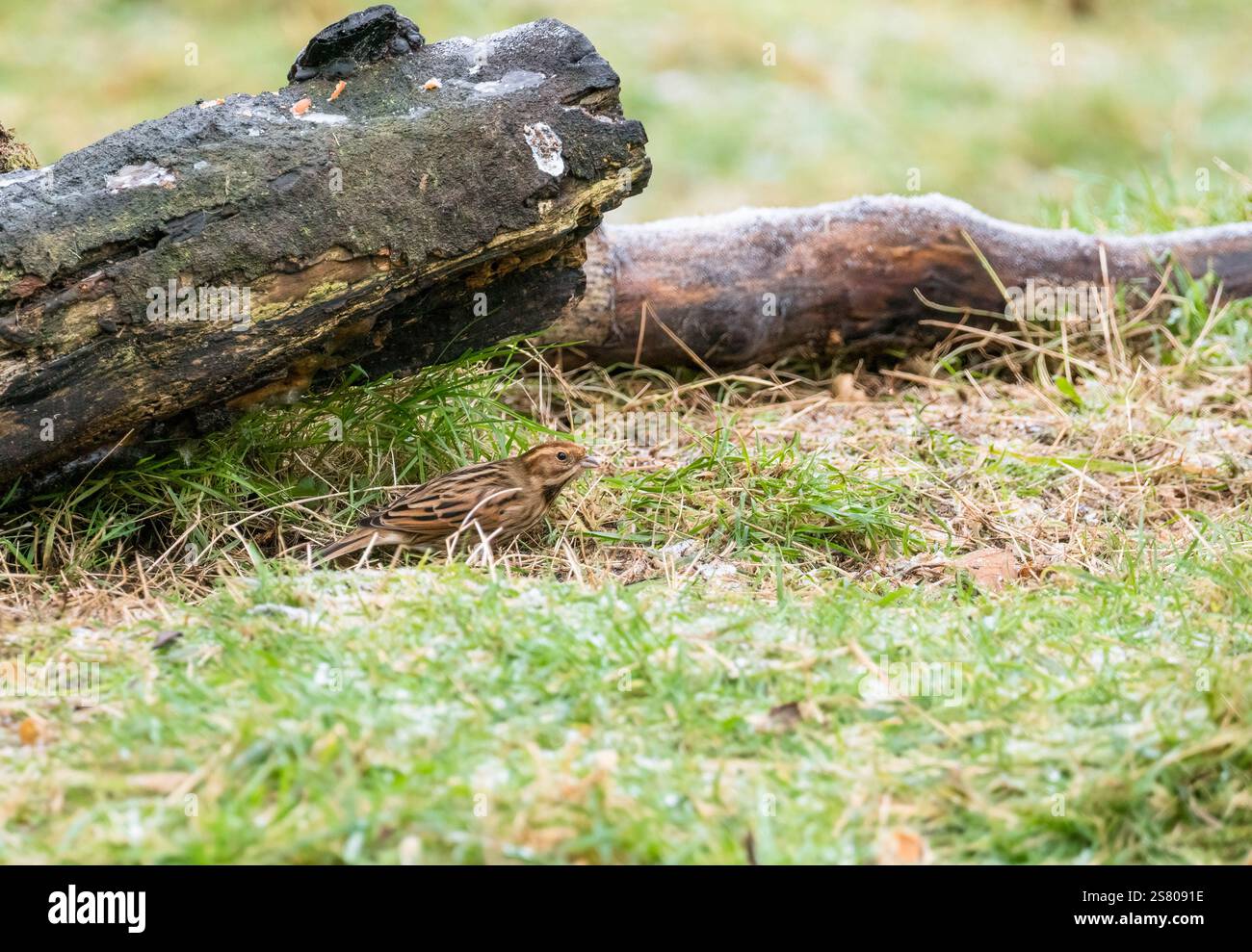 Adult female Reed bunting (Emberiza schoeniclus) searching for food ...