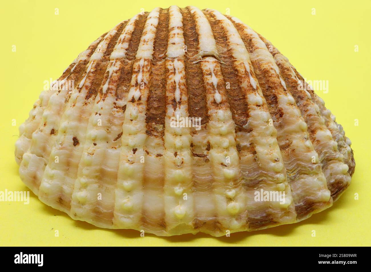 Still life, studio shot of a cockle shell. Macro view of the whole ...