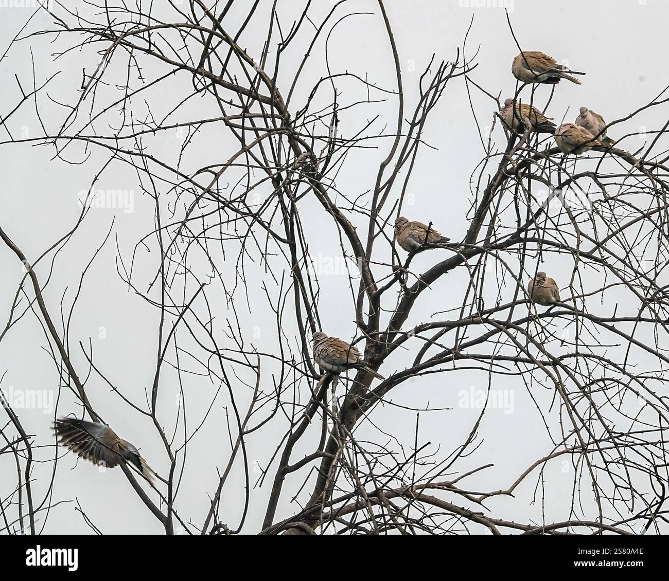 Doves resting on tree hi-res stock photography and images - Alamy
