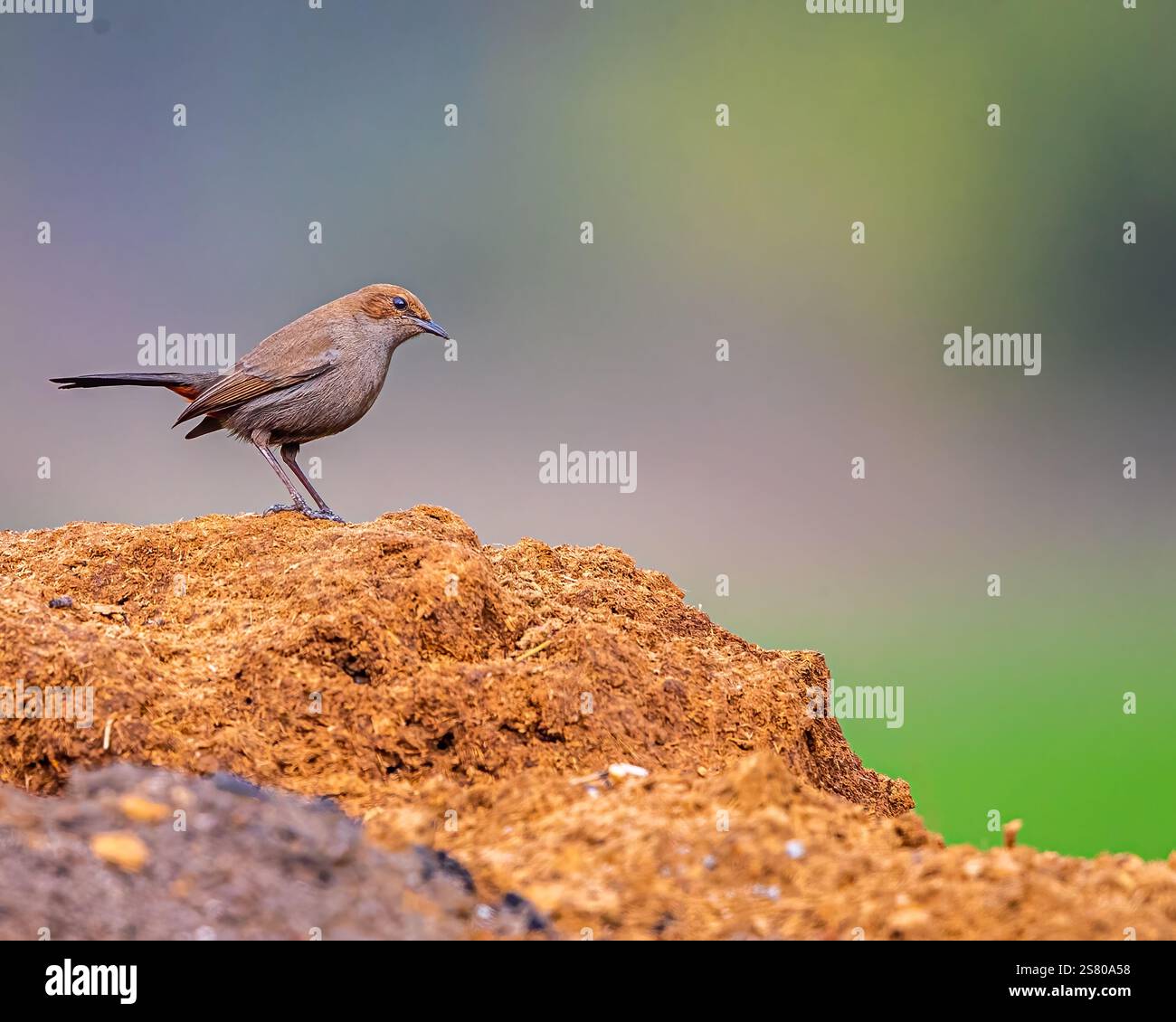 Indian robin species bird hi-res stock photography and images - Alamy