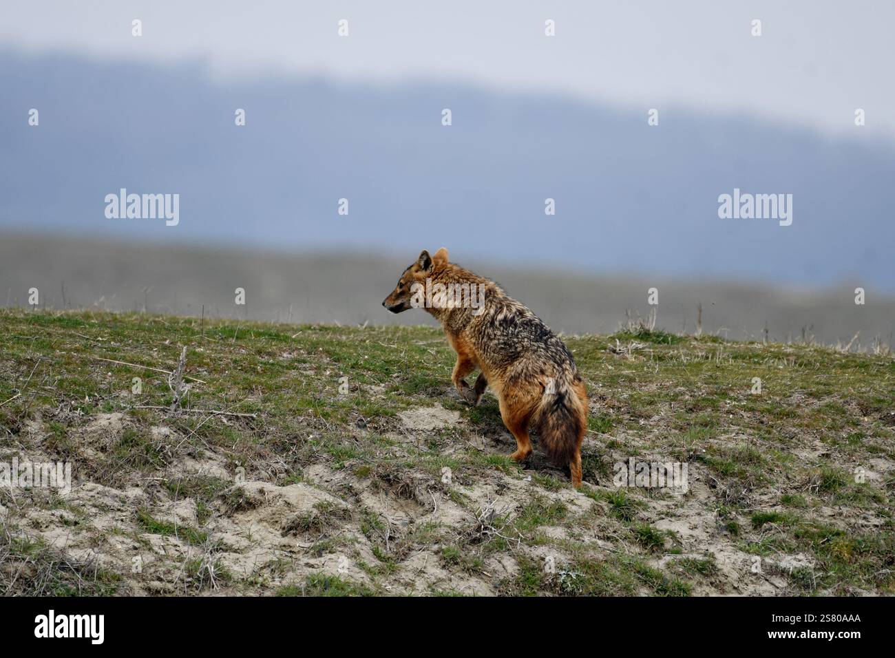 Golden jackal (Canis aureus Stock Photo - Alamy
