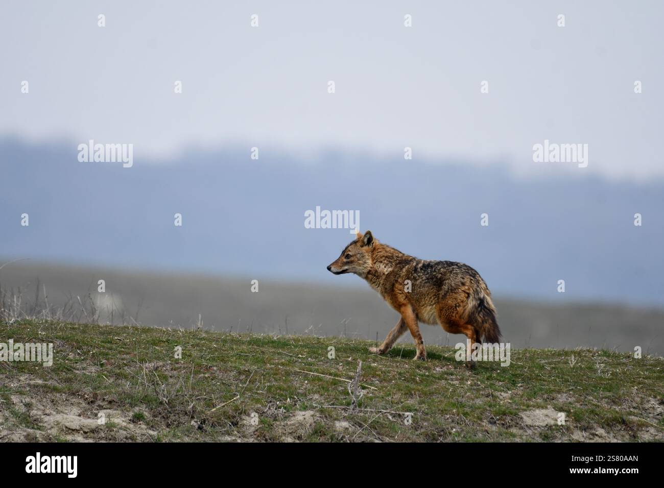 Golden jackal (Canis aureus Stock Photo - Alamy
