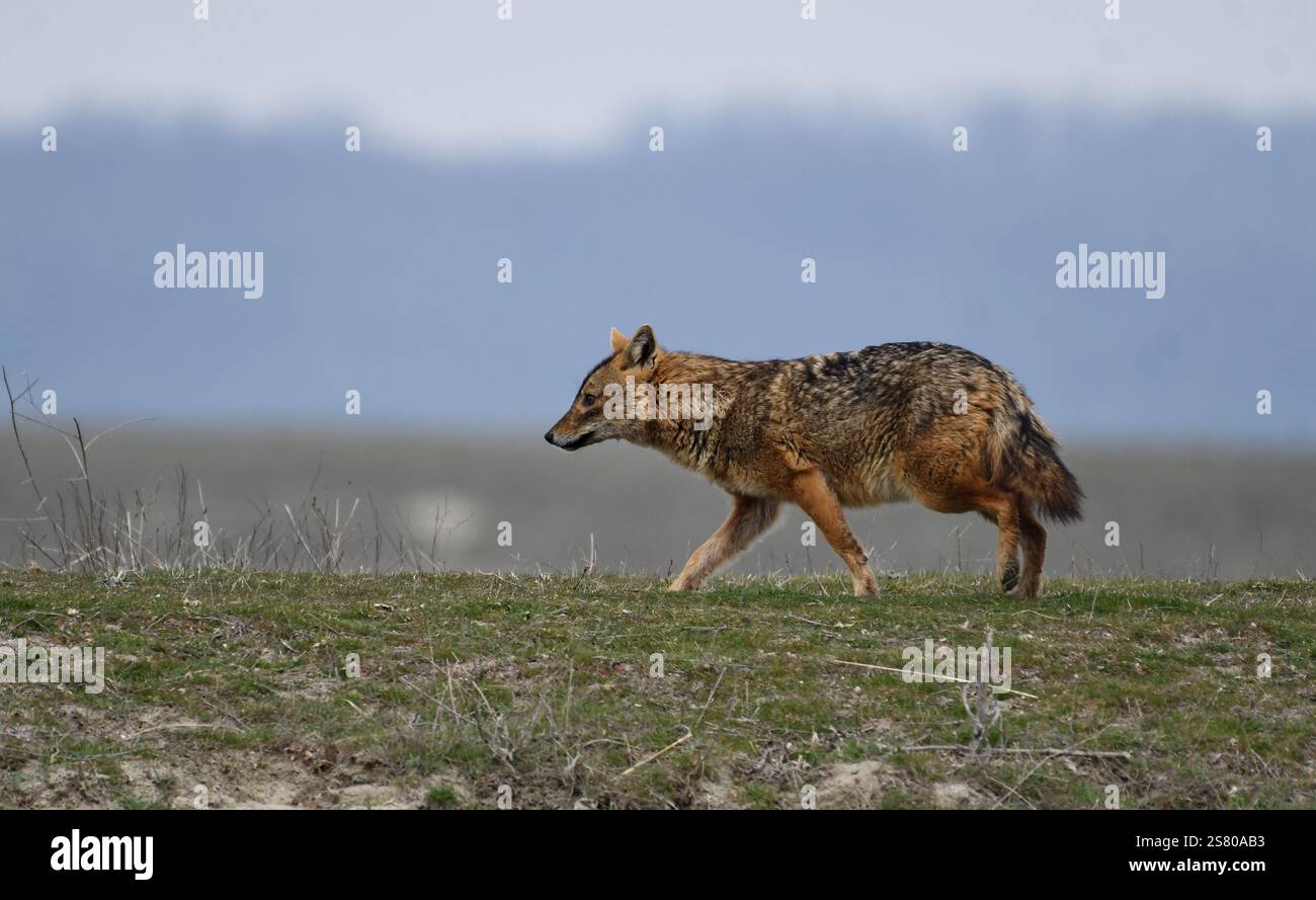 Golden jackal (Canis aureus Stock Photo - Alamy