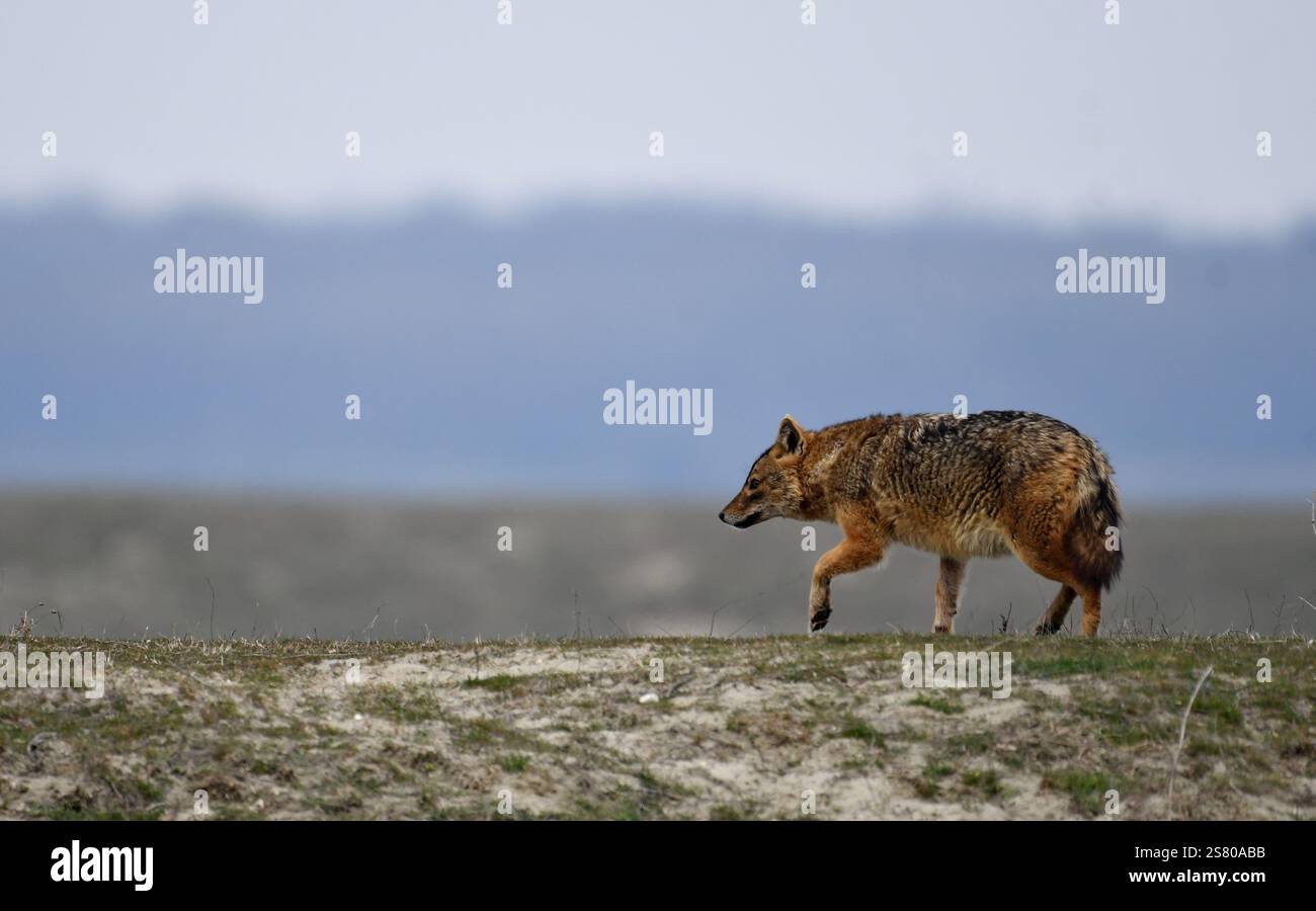 Golden jackal (Canis aureus Stock Photo - Alamy
