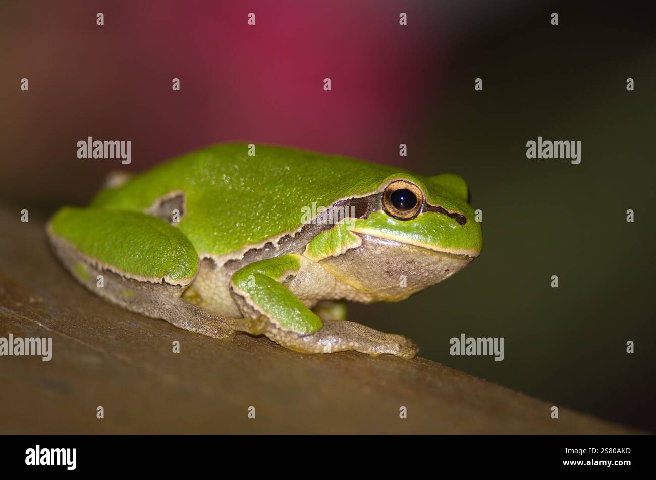Raccoon dog - ( Nyctereutes procyonoides Stock Photo - Alamy