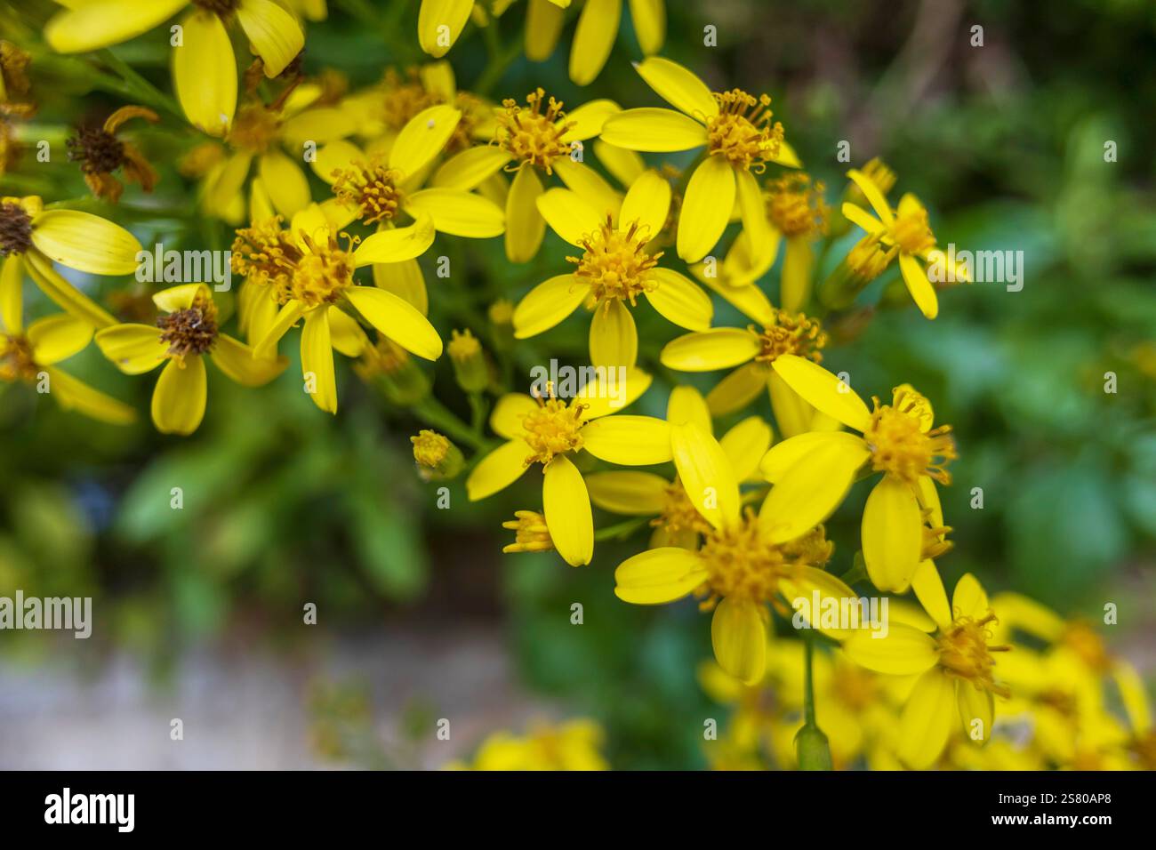 Senecio angulatus, also known as creeping groundsel and Cape ivy, is a ...