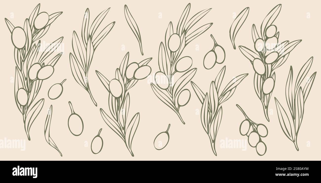 Vector olive tree branch with leaves and olives fruit. Hand drawn ...
