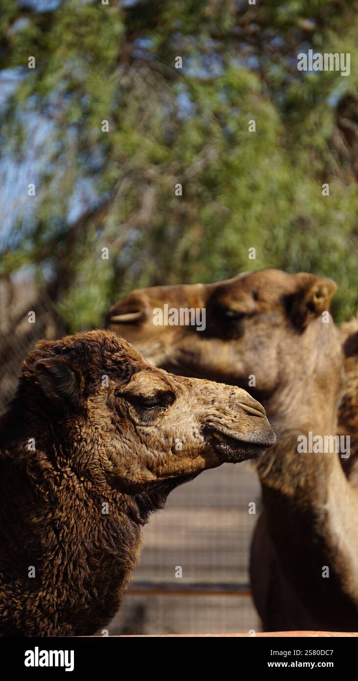 CROSSED CAMEL HEADS. SAFARI ISLAND Stock Photo - Alamy