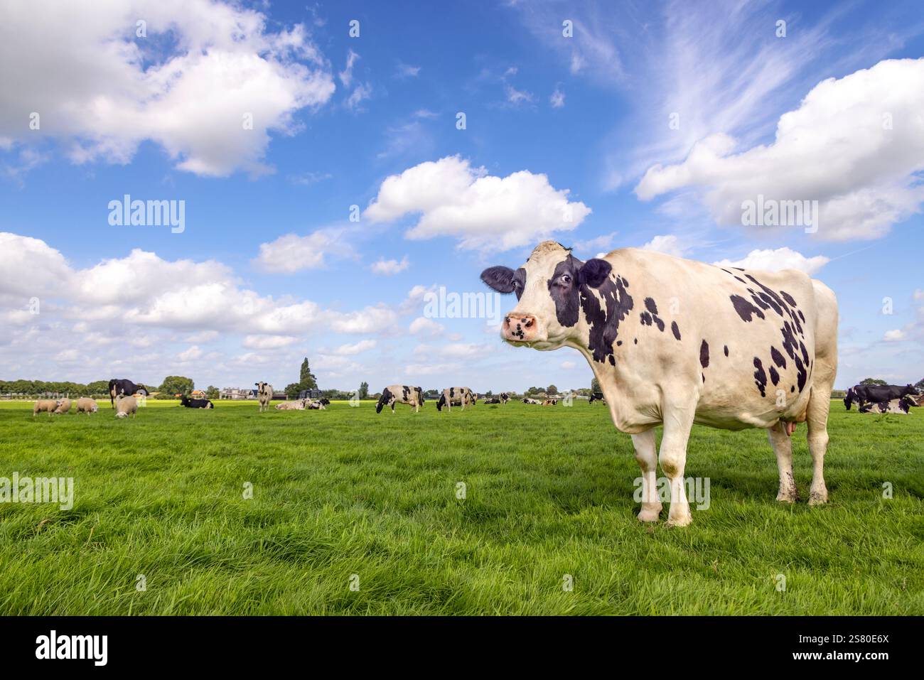 Funny looking cow full length in a field black and white, standing milk ...