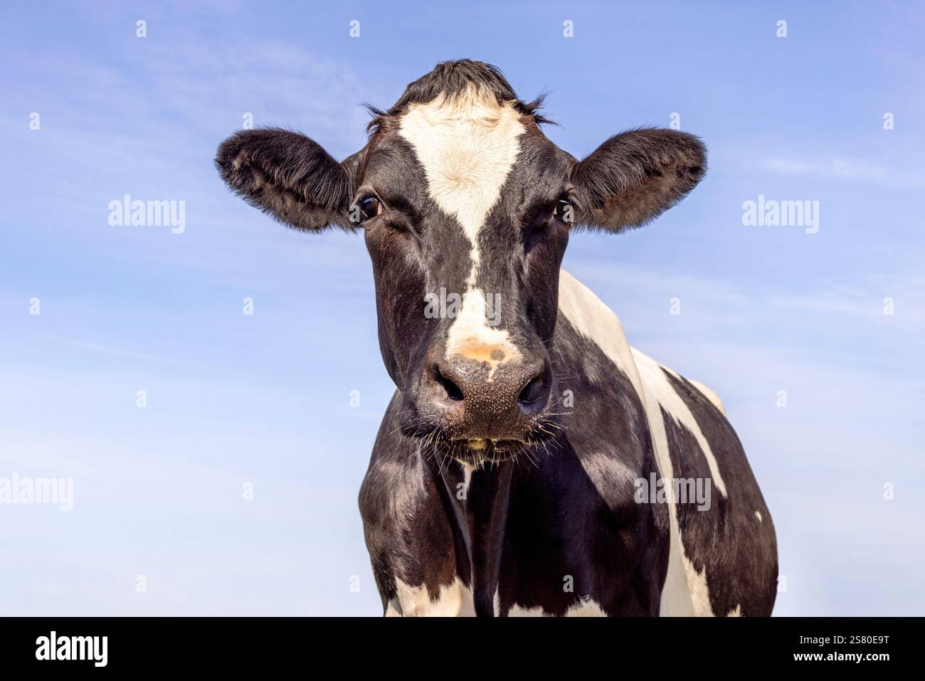 Dairy cow, black and white looking friendly, Holstein cattle, front ...