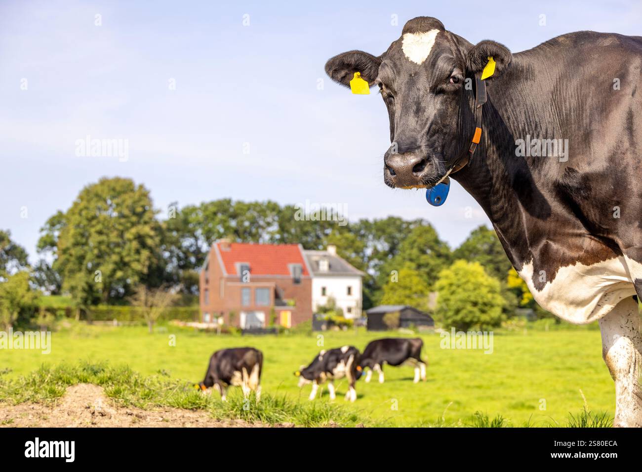 Dairy cow, black and white looking friendly, Holstein dairy cattle ...