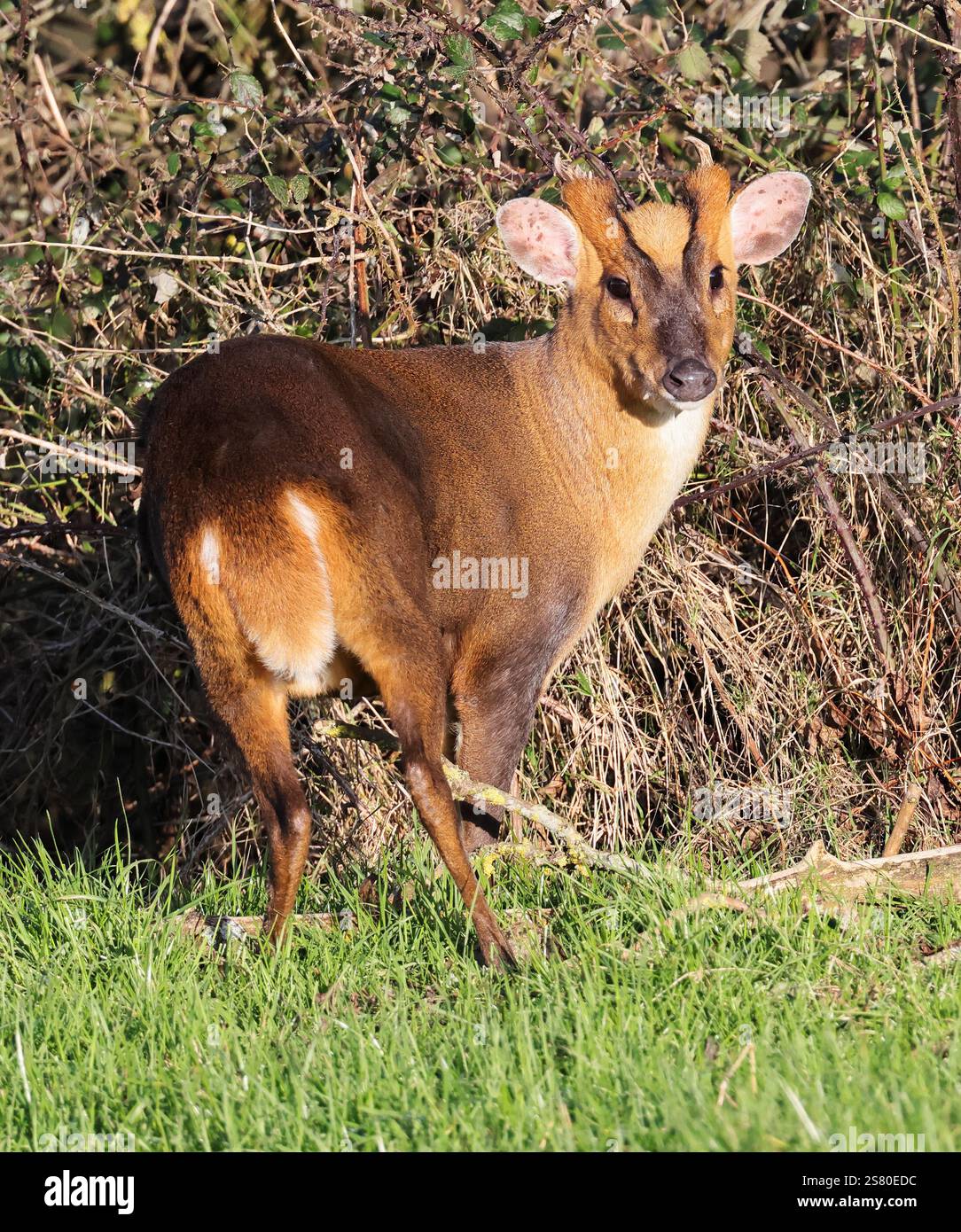 A Muntjac (Muntiacus reeves) in the Cotswold Hills Gloucestershire UK ...