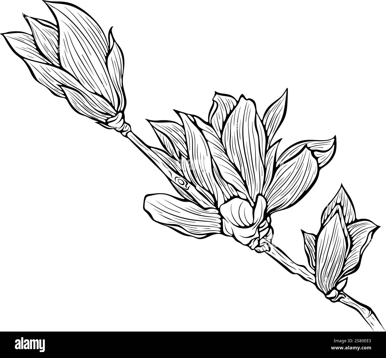 Magnolia tree blooming flower magnolia Black and White Stock Photos ...