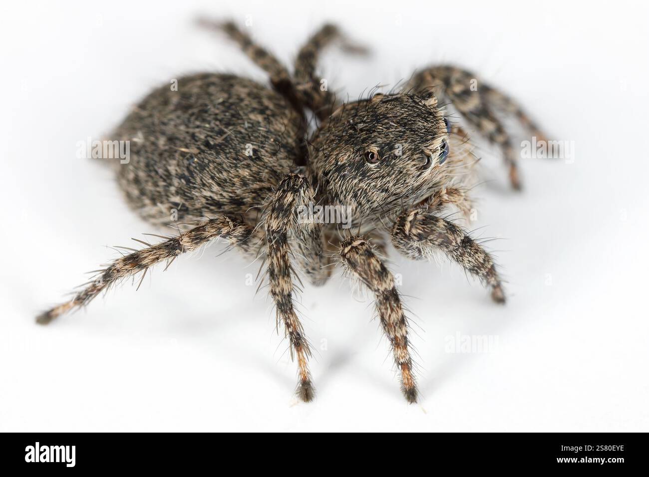 Side view of female jumping spider, Aelurillus lucasi. Gran Canaria ...