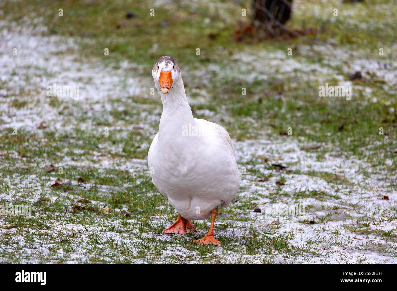 Close-up of a goose, sign H5N1 concept for poultry, danger of bird flu ...