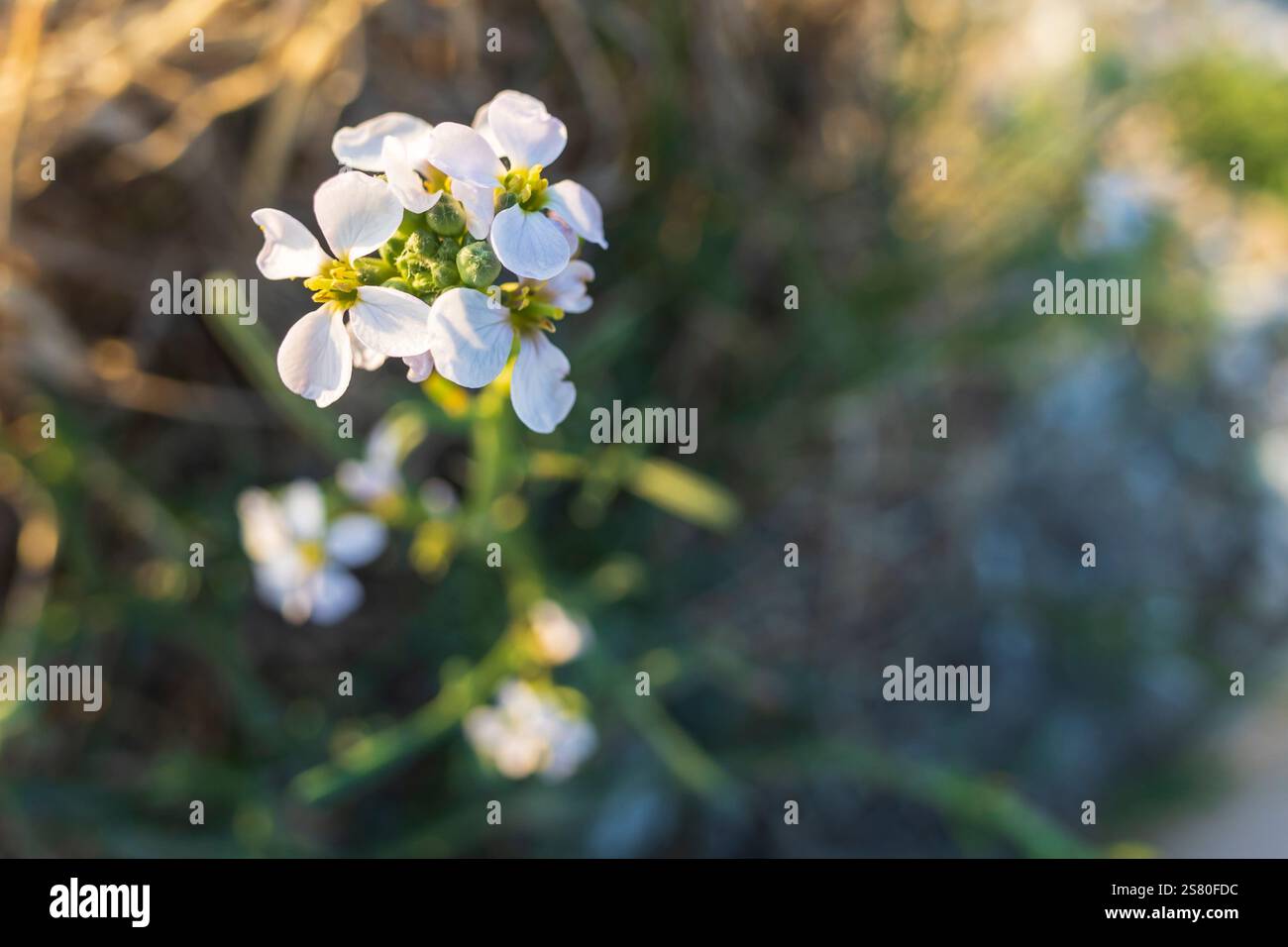 Cakile maritima, sea rocket or European searocket, is a common plant in ...