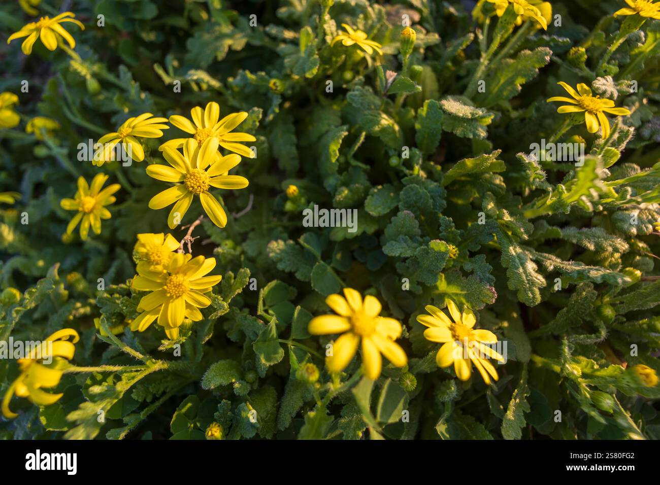 Senecio vernalis is one of the European species of Senecio, an annual ...