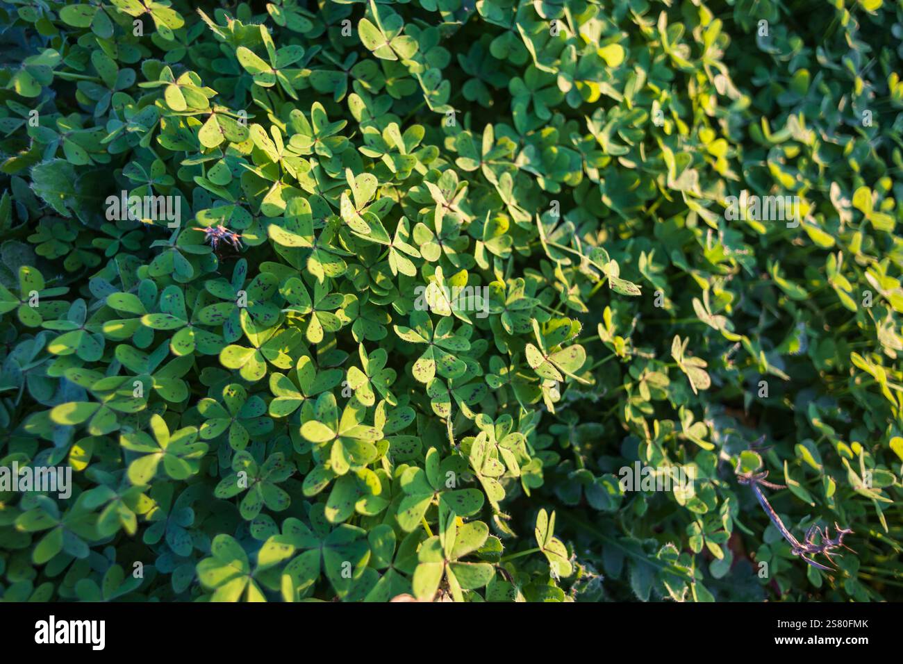 Wallpaper, background of Oxalis pes-caprae, commonly known as African ...