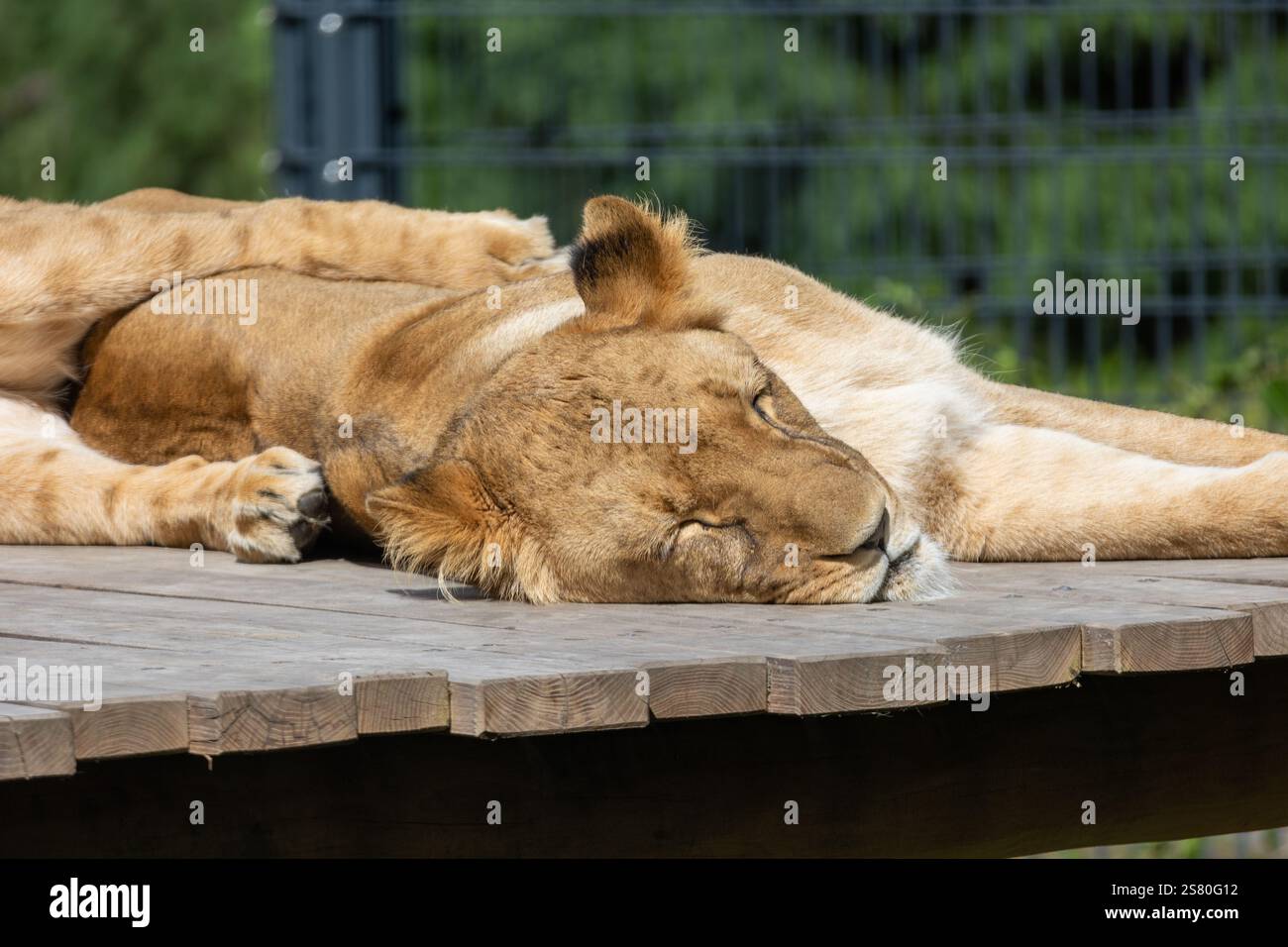 Quiet moment: lion sleeping in his enclosure Stock Photo - Alamy